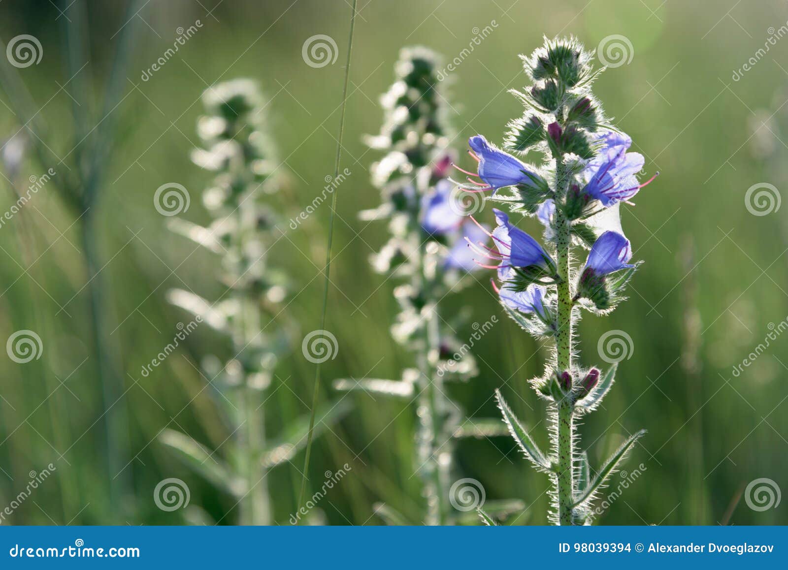 Bluebell Closeup with Sunlight Stock Photo - Image of grassland, color ...
