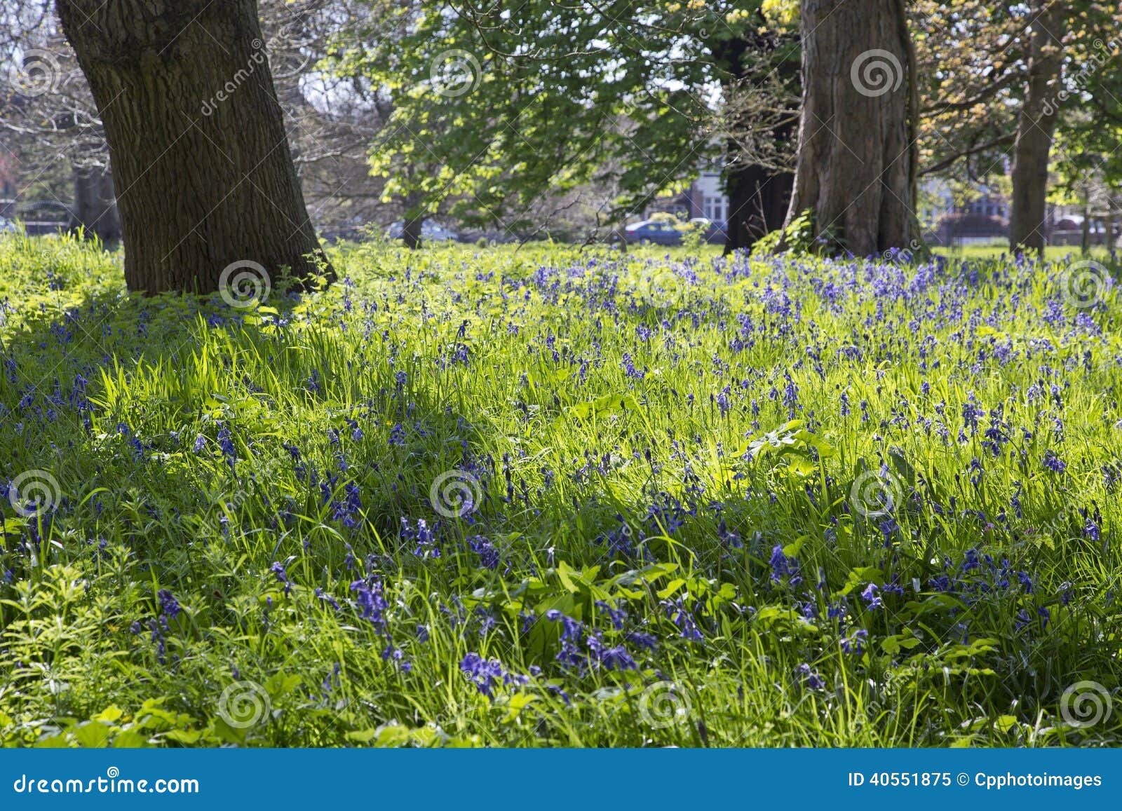 Bluebell field stock image. Image of beautiful, bell - 40551875