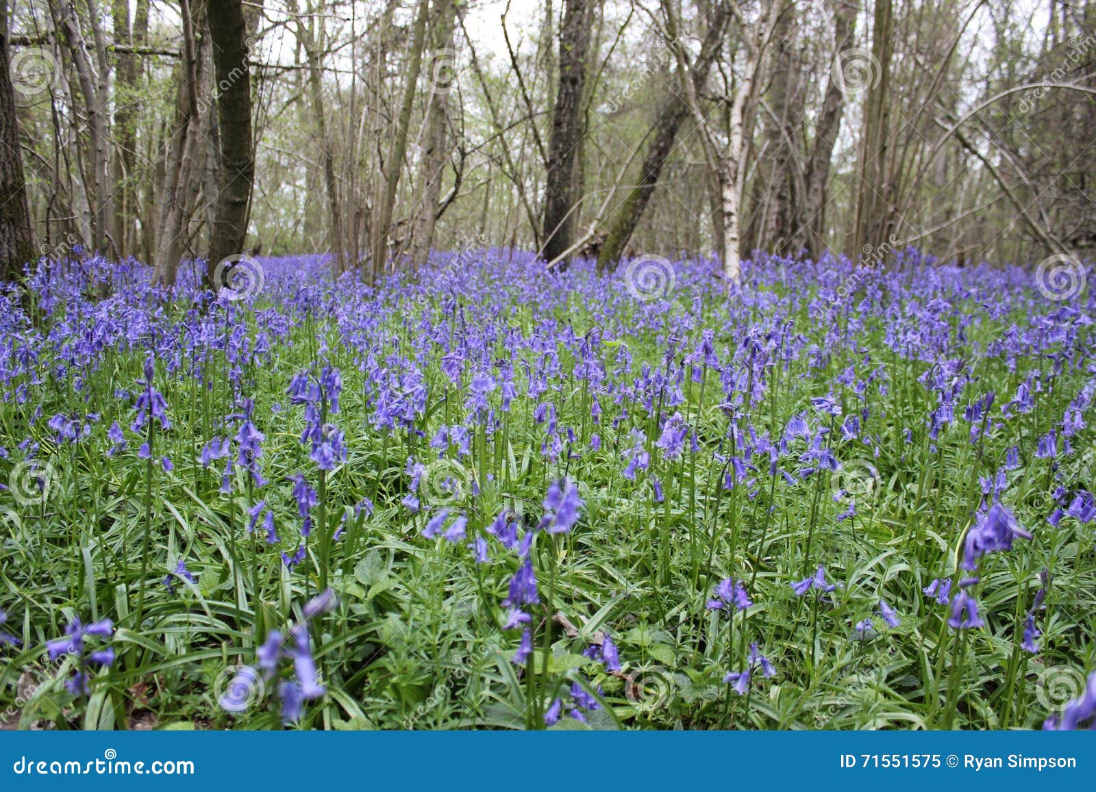 Bluebell field in woods stock image. Image of landscape - 71551575