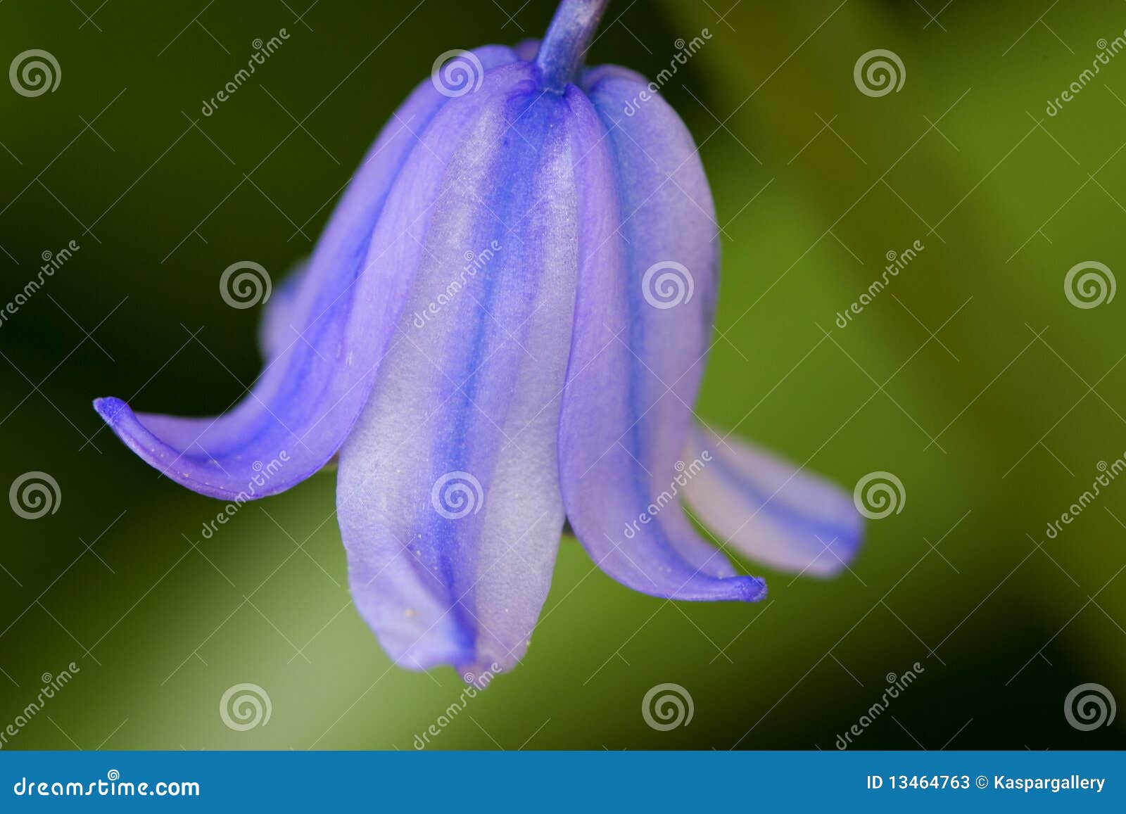 Bluebell Flower Border Royalty-Free Stock Photography | CartoonDealer ...