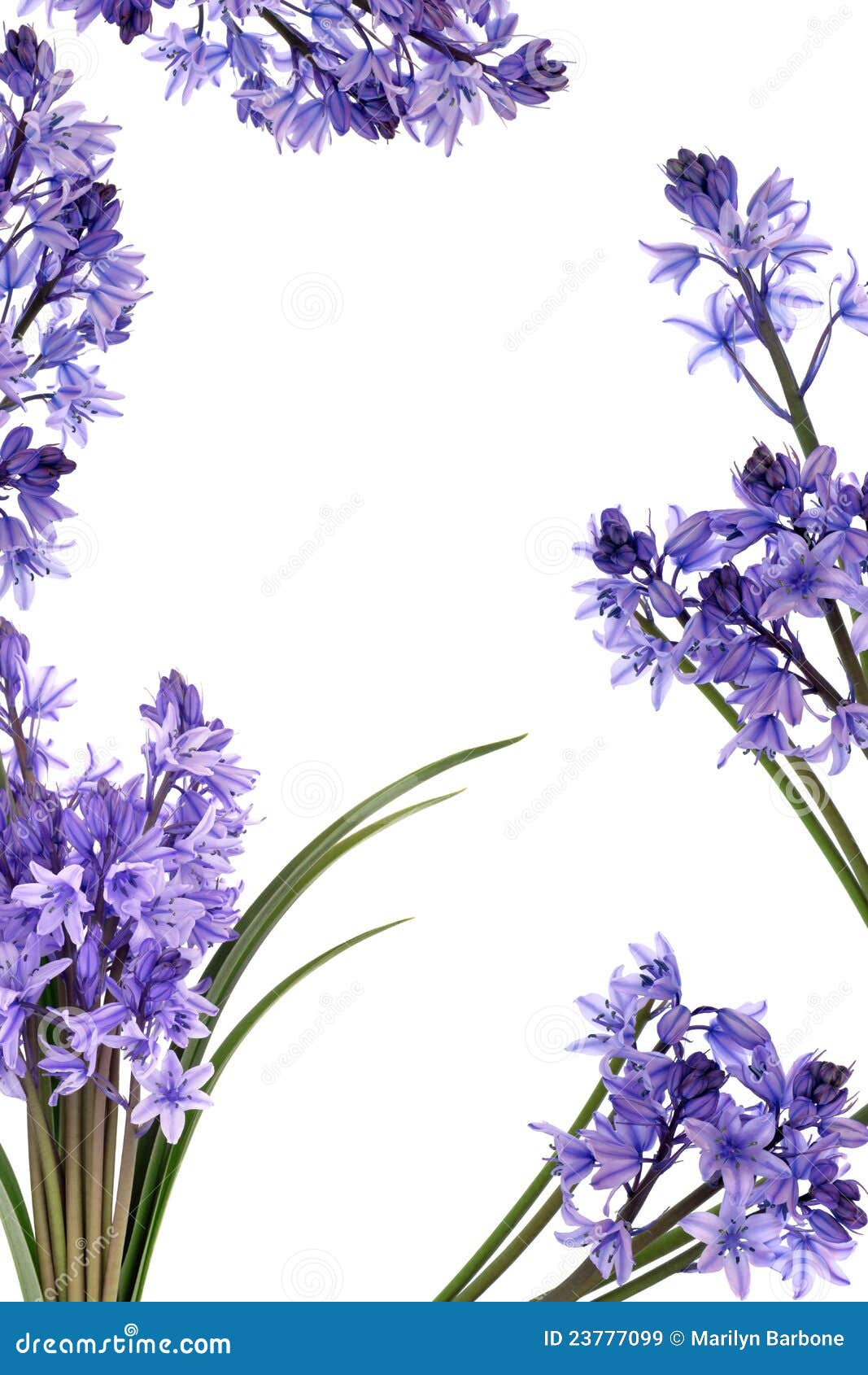 Bluebell Flower Border stock image. Image of english - 23777099 Bluebell Flower Border stock image. Image of english - 23777099