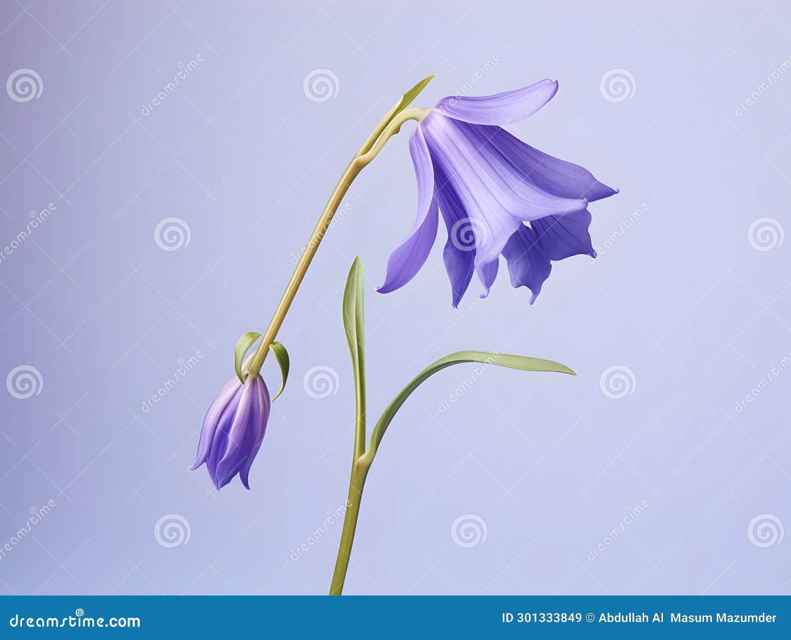 Bluebell Flower in Studio Background, Single Bluebell Flower, Beautiful ...