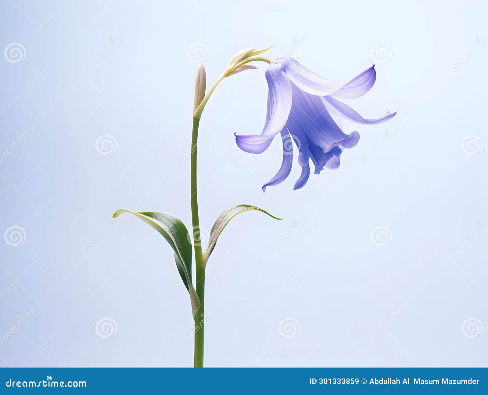Bluebell Flower in Studio Background, Single Bluebell Flower, Beautiful ...
