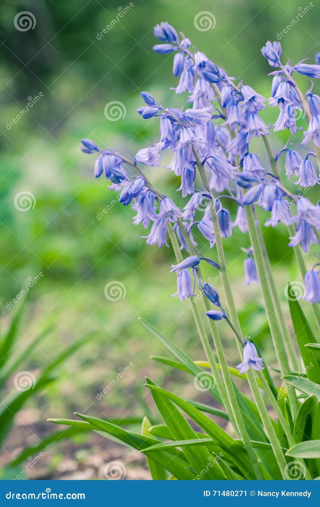 Bluebell Flowers stock image. Image of woodlands, bluebells - 71480271