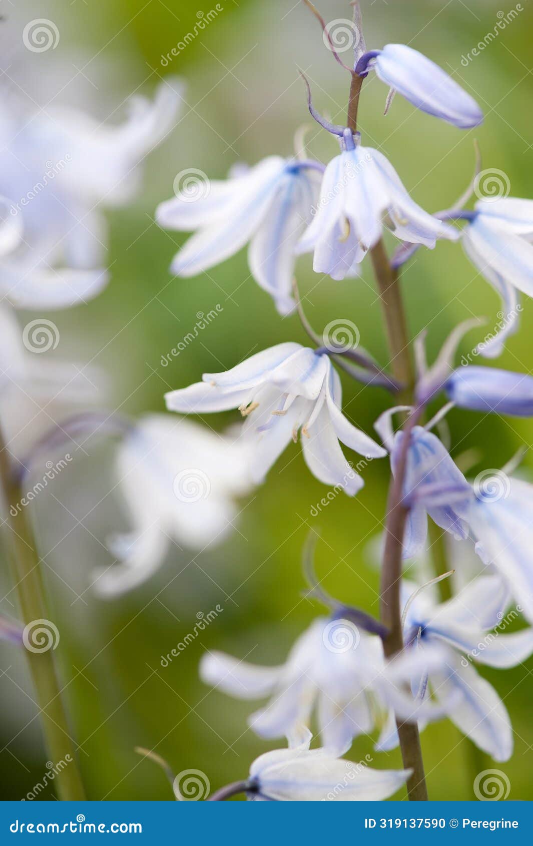 Bluebell Flowers on the Green Background Stock Photo - Image of april ...