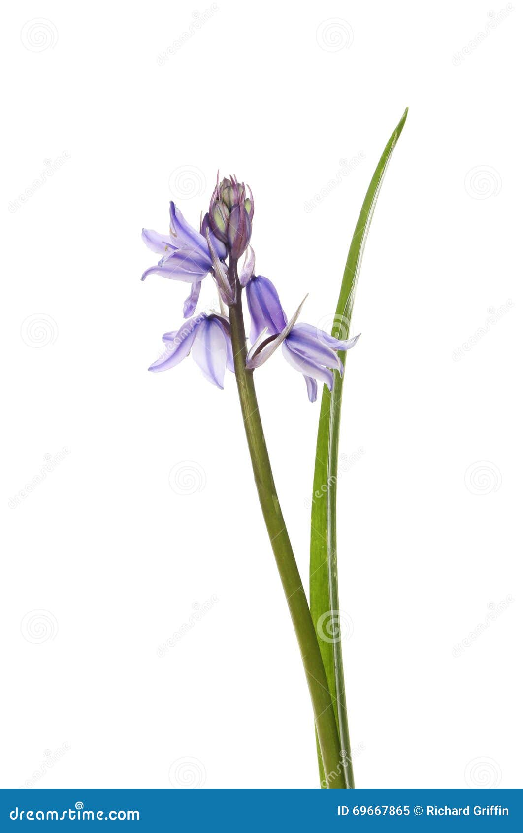 Bluebell flowers and leaf stock image. Image of flower - 69667865