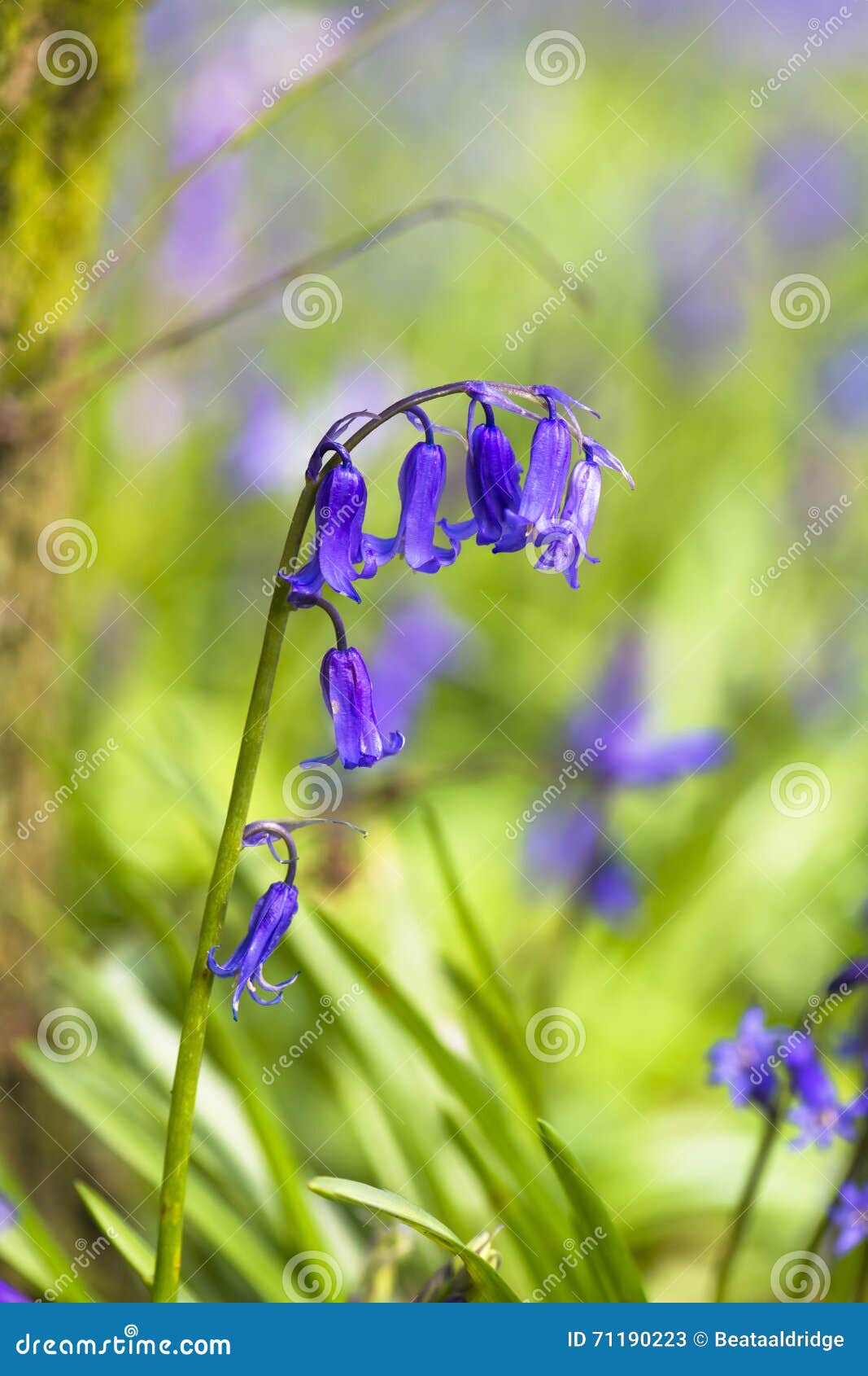 Bluebell flowers stock image. Image of blue, bell, countryside - 71190223