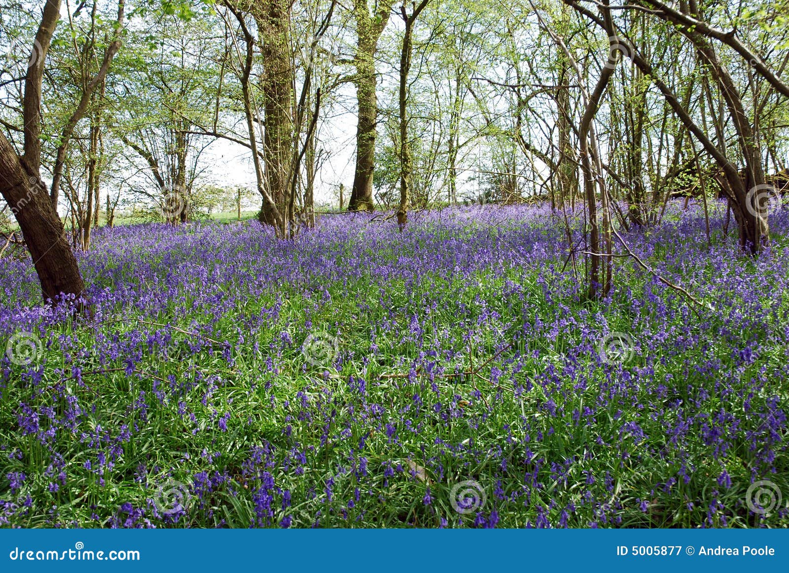 Bluebell Forest stock image. Image of bluebells, wood - 5005877