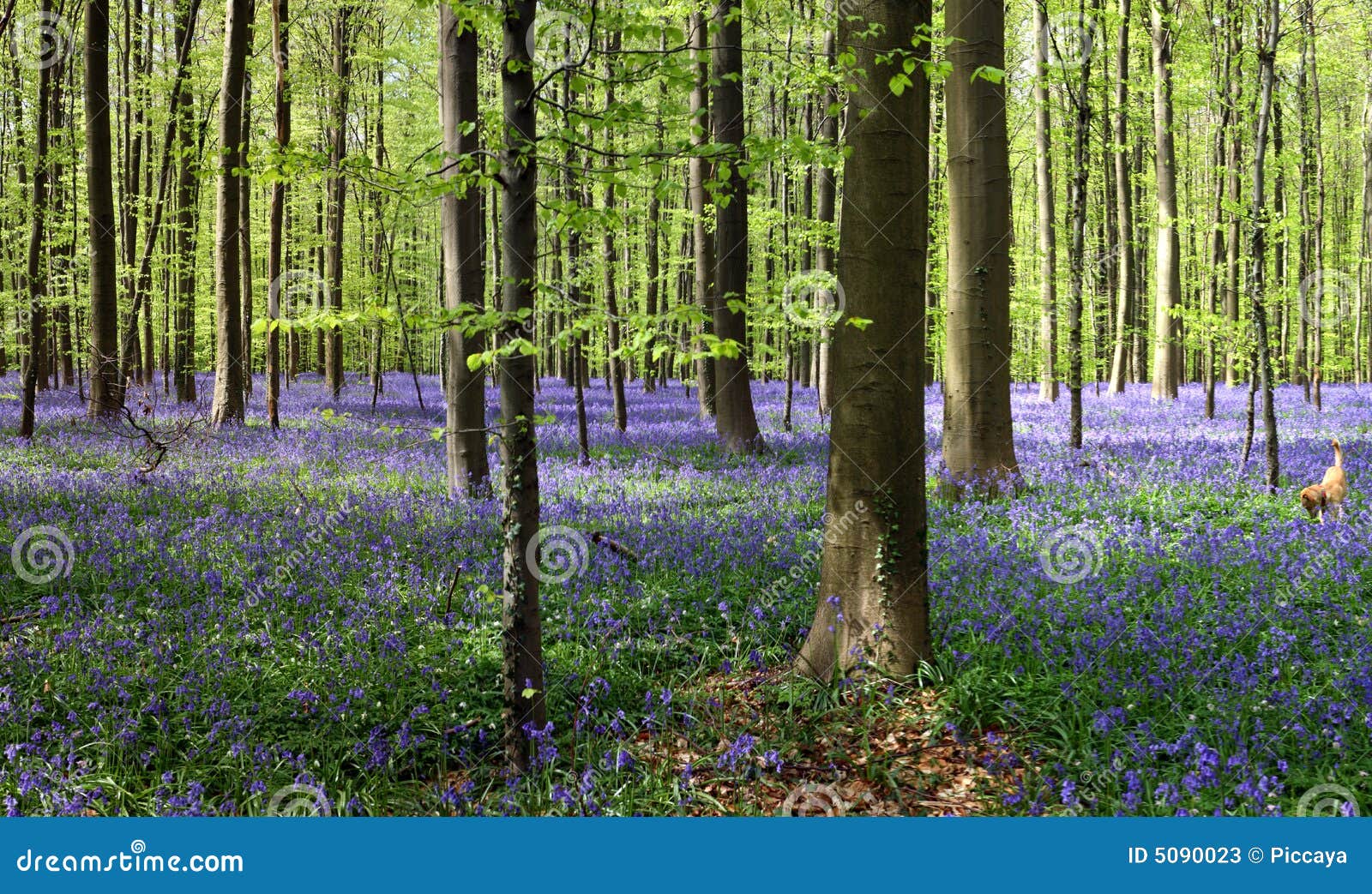 Bluebell forest stock image. Image of plants, health, fauna - 5090023