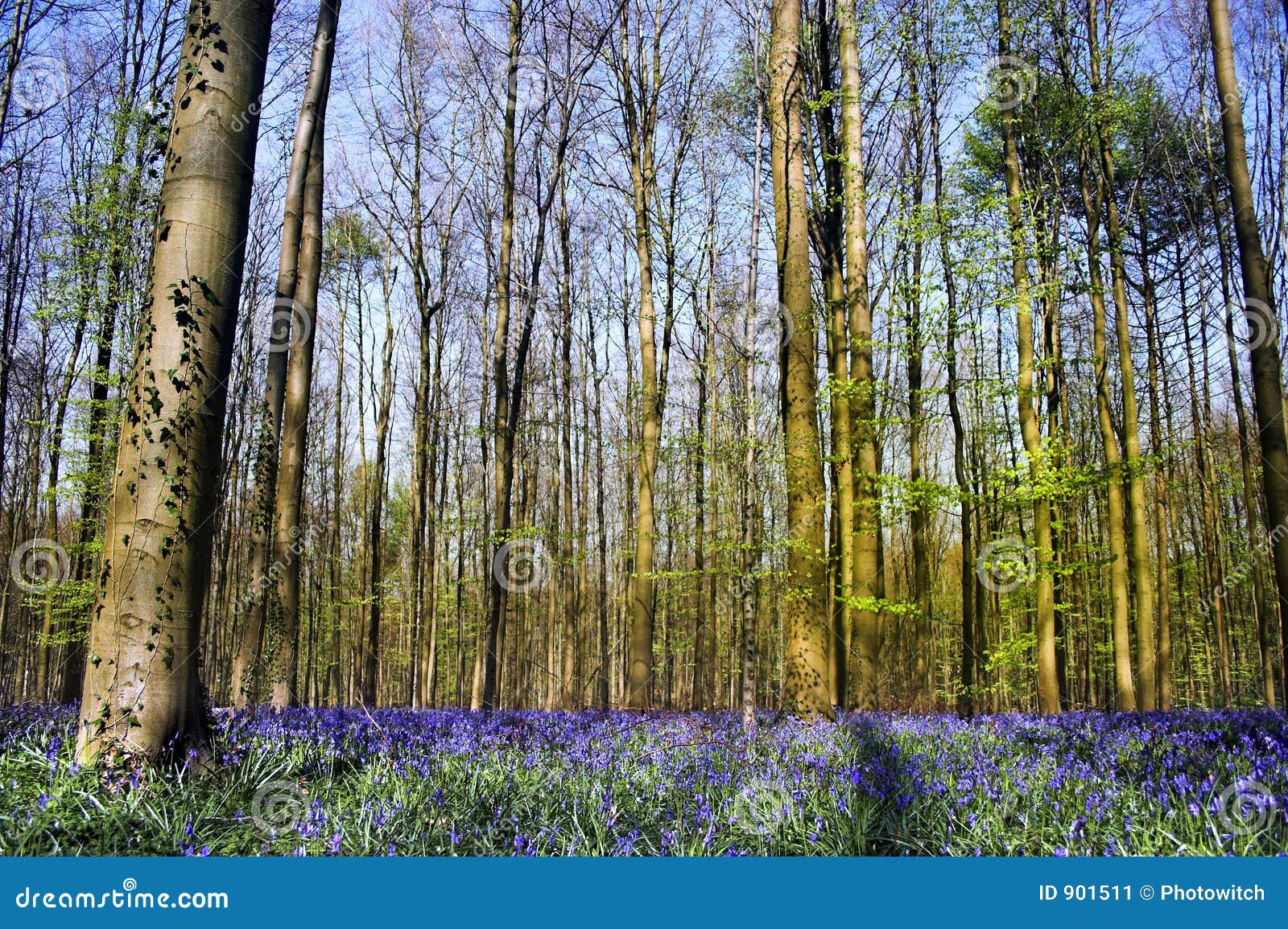 Bluebell forest stock image. Image of grass, background - 901511