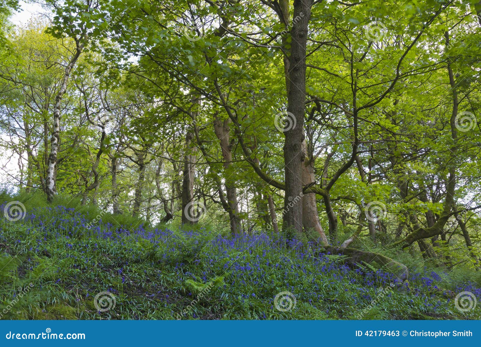 Bluebell forest stock image. Image of countryside, beautiful - 42179463