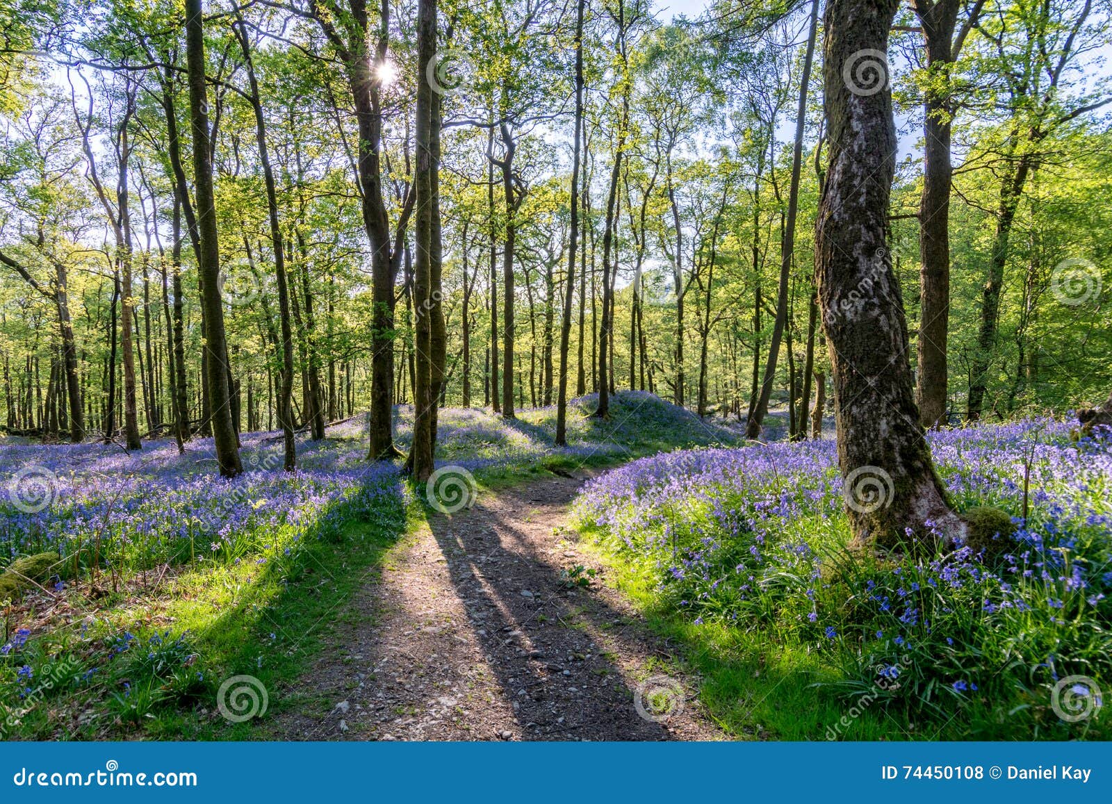 Bluebell forest. stock photo. Image of bluebell, ambleside - 74450108