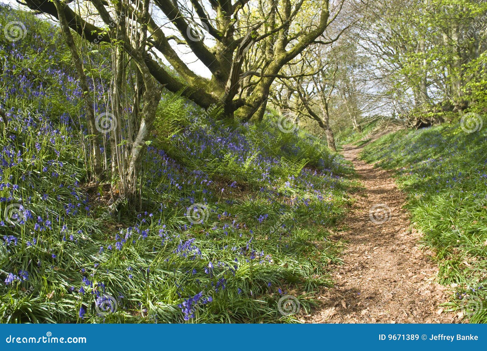 Bluebell path stock image. Image of petals, growing, natural - 9671389