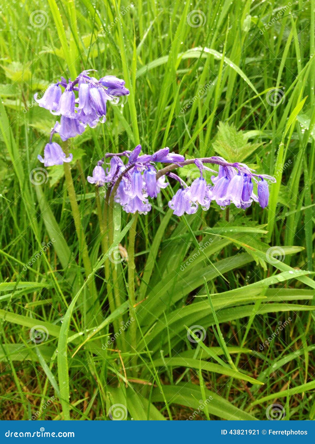 Bluebell stock image. Image of grass, spring, raindrops - 43821921