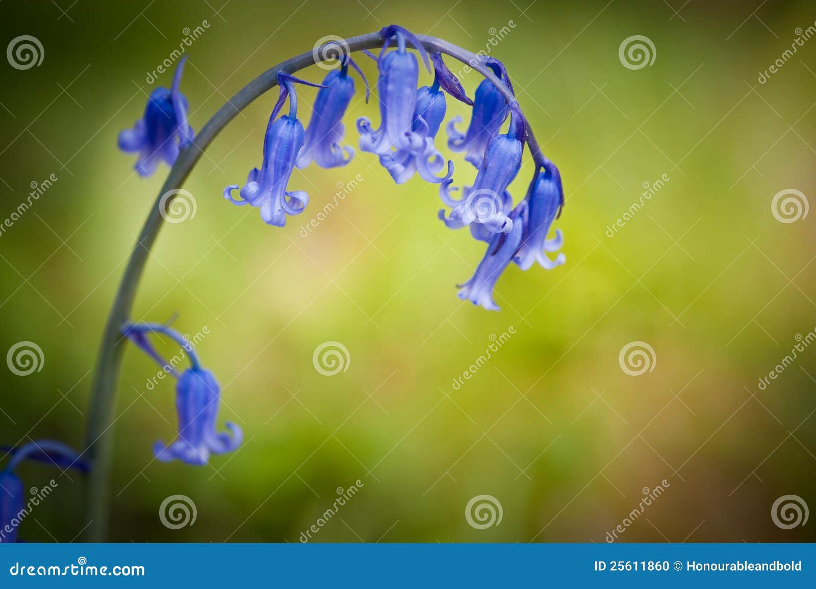 1,329 Bluebell Bokeh Background Stock Photos - Free & Royalty-Free ...