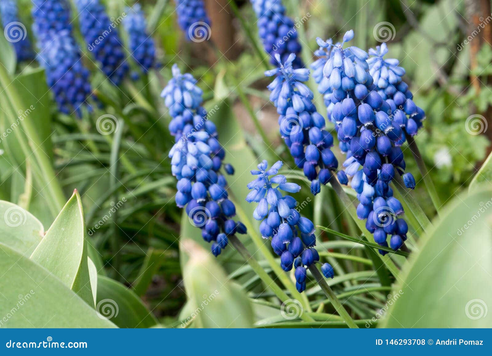 Bluebell Spring Fresh Beautiful Flowers Stock Photo - Image of flowers ...