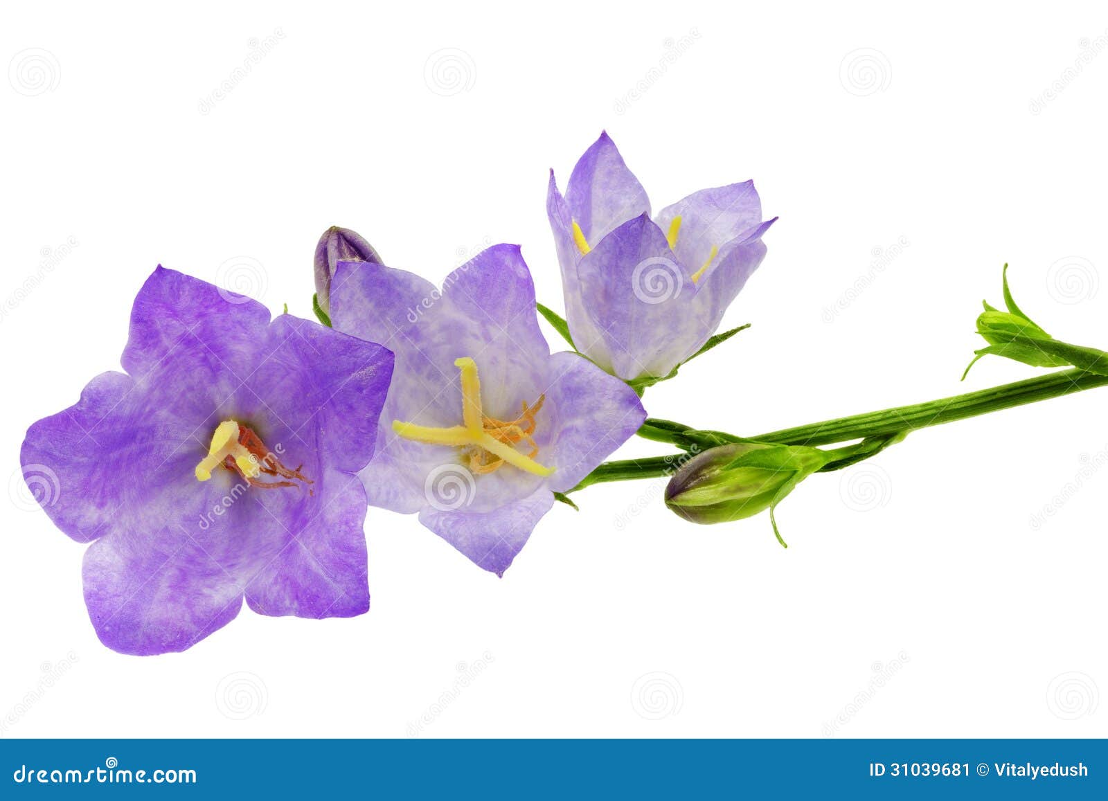 Bluebell on the White Background. Close-Up Stock Image - Image of flora ...