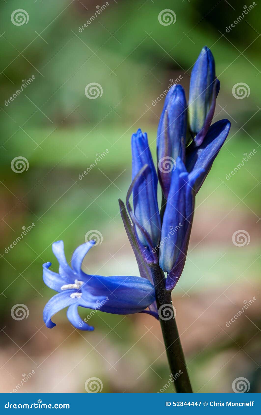 Bluebell stock image. Image of petals, petal, buds, flower - 52844447