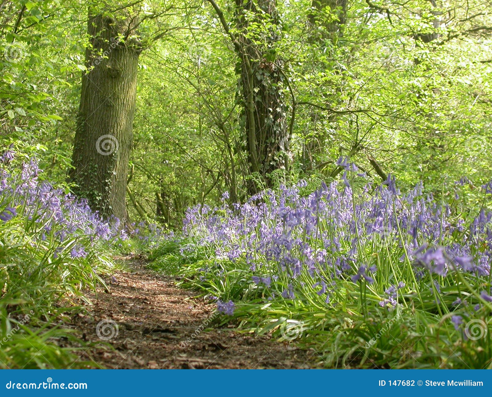 Bluebell Wood 01 stock photo. Image of trees, woodland - 147682
