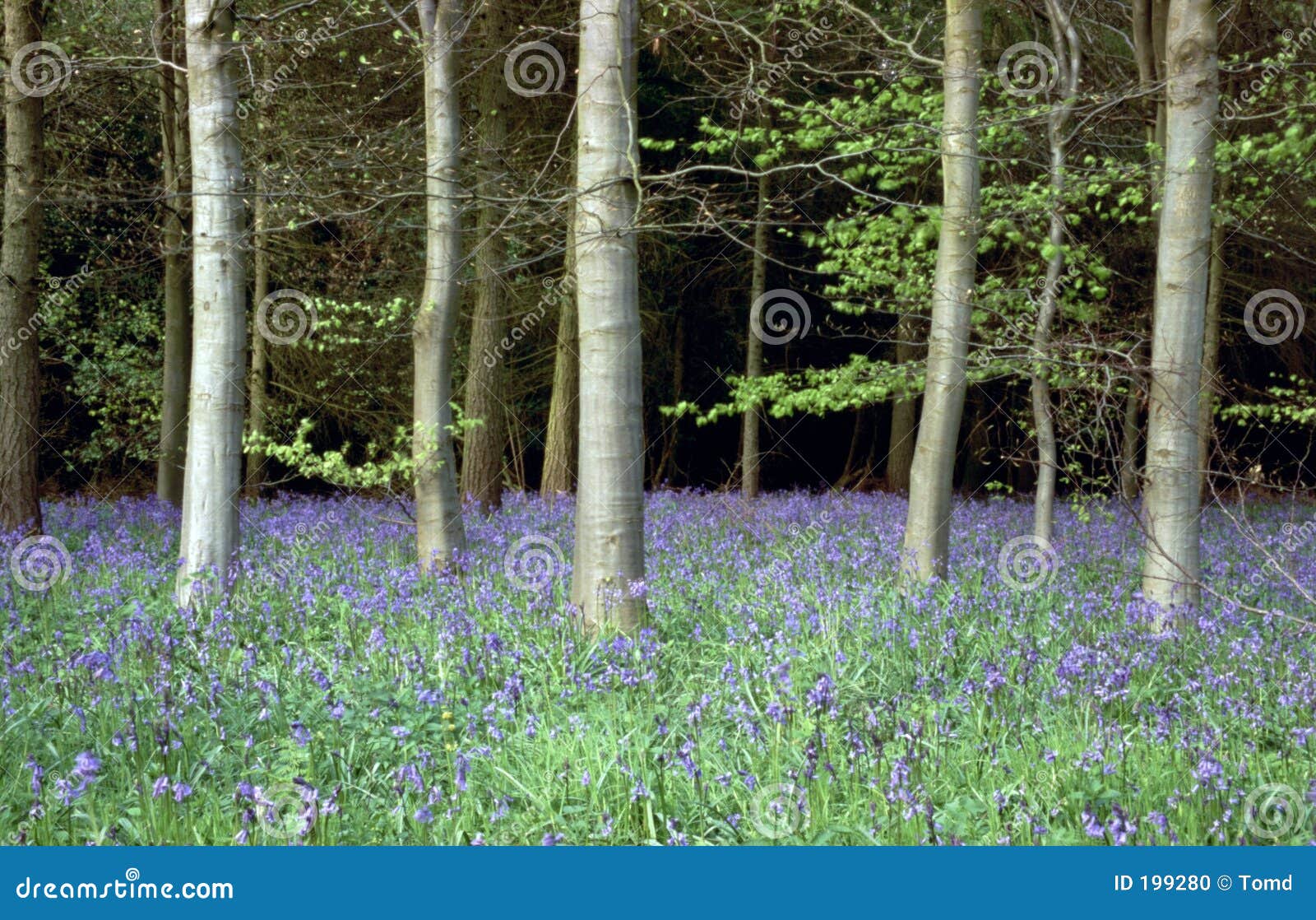 Bluebell wood stock photo. Image of nature, springtime - 199280