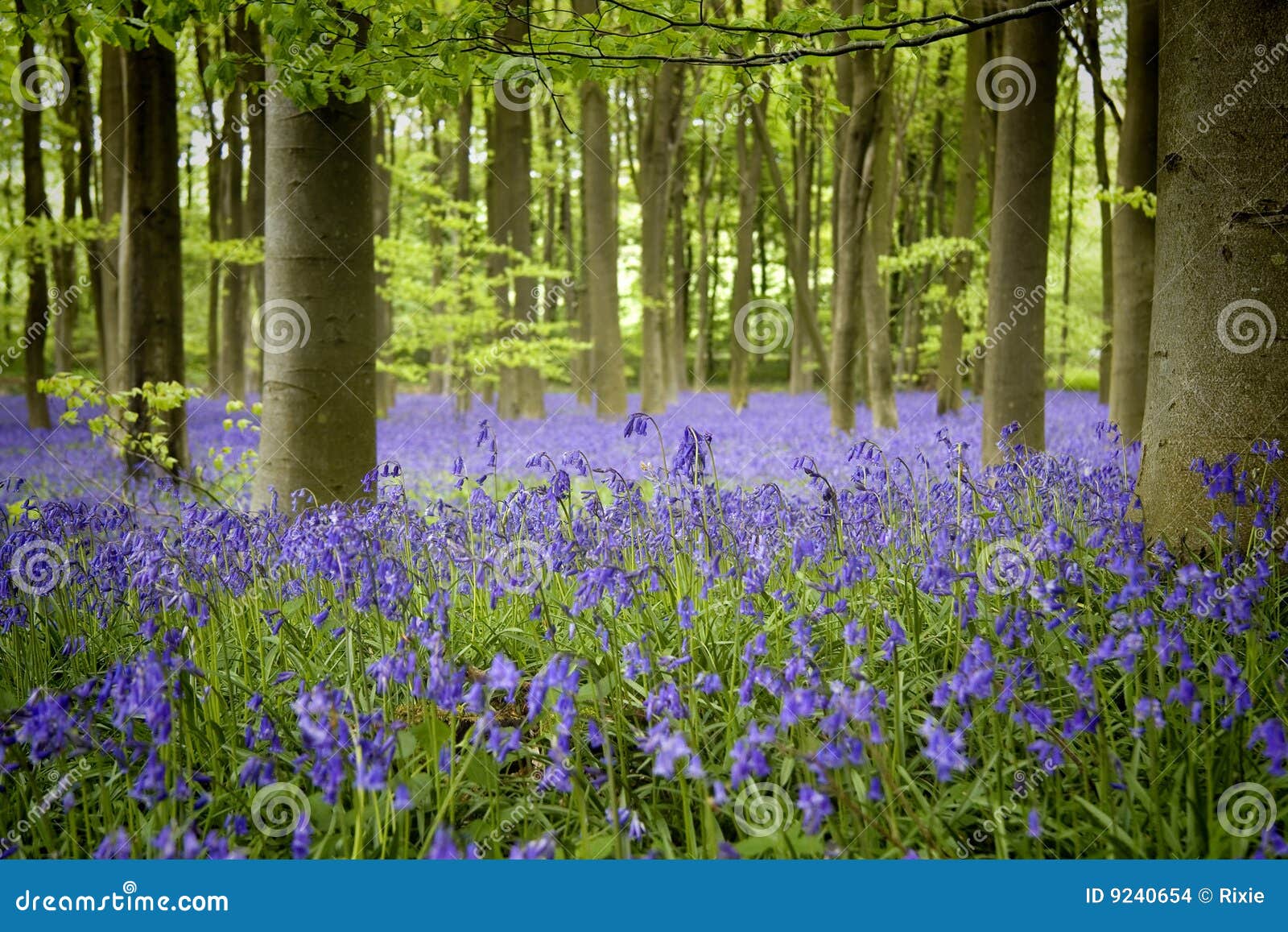 Bluebell wood stock photo. Image of background, flowers - 9240654