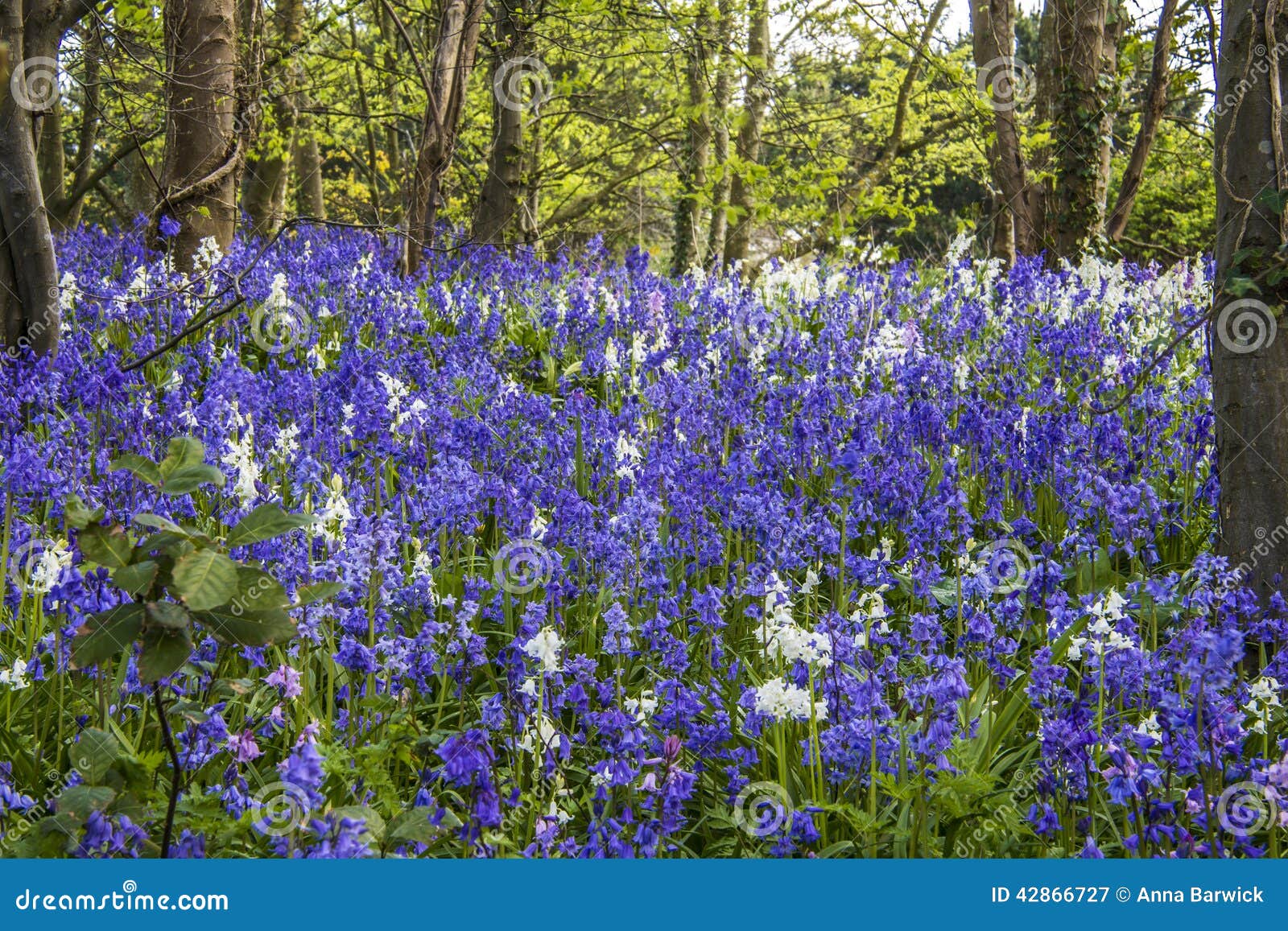 Bluebell Wood stock image. Image of display, wood, garden - 42866727