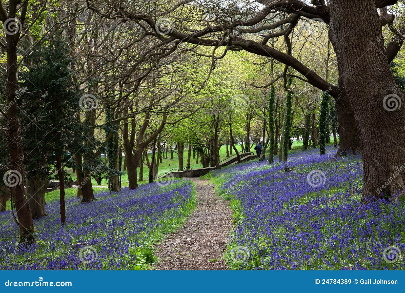 Bluebell wood path stock image. Image of blue, north - 24784389