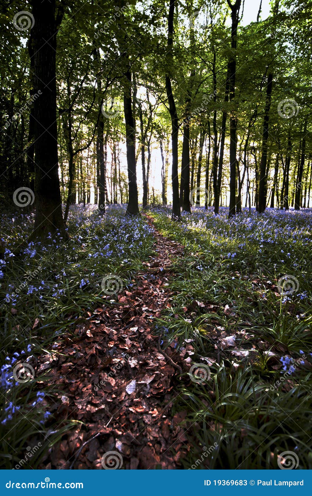 Bluebell wood pathway stock image. Image of path, leaf - 19369683
