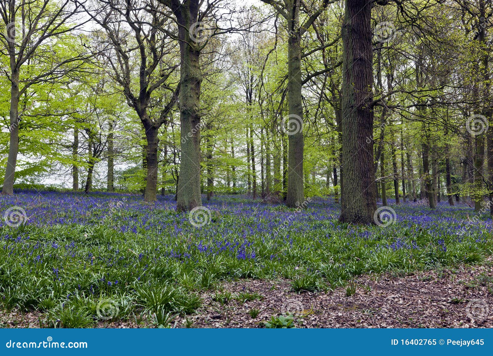 Bluebell Woods stock image. Image of landscapes, leaves - 16402765
