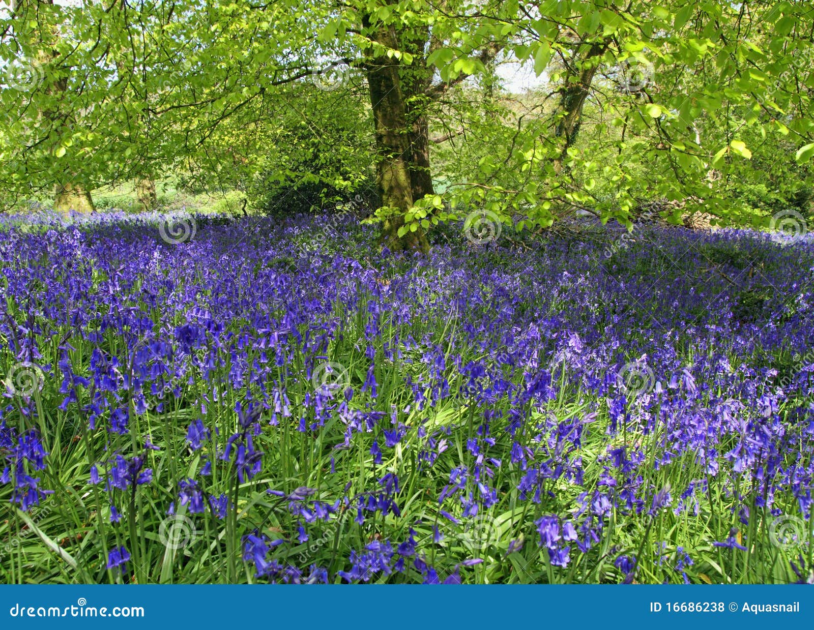 Bluebell Woods in Dorset, England. Stock Photo - Image of idyllic ...