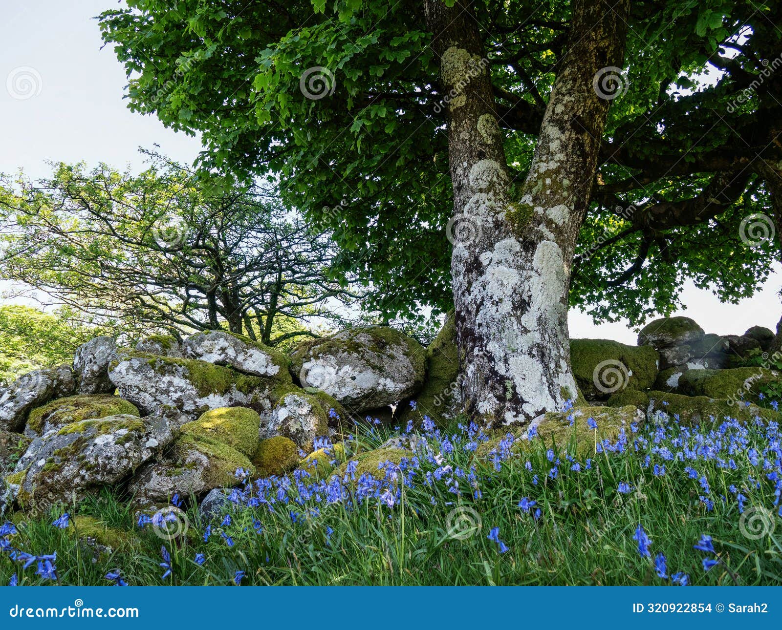 Bluebells and Ancient Tree in Spring at Emsworthy Dartmoor National ...