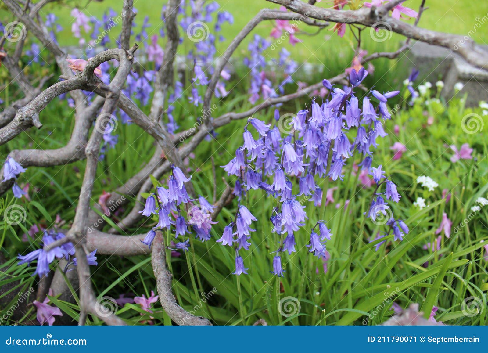 Bluebells Bloom in the Late Spring Stock Image - Image of bulb, early ...
