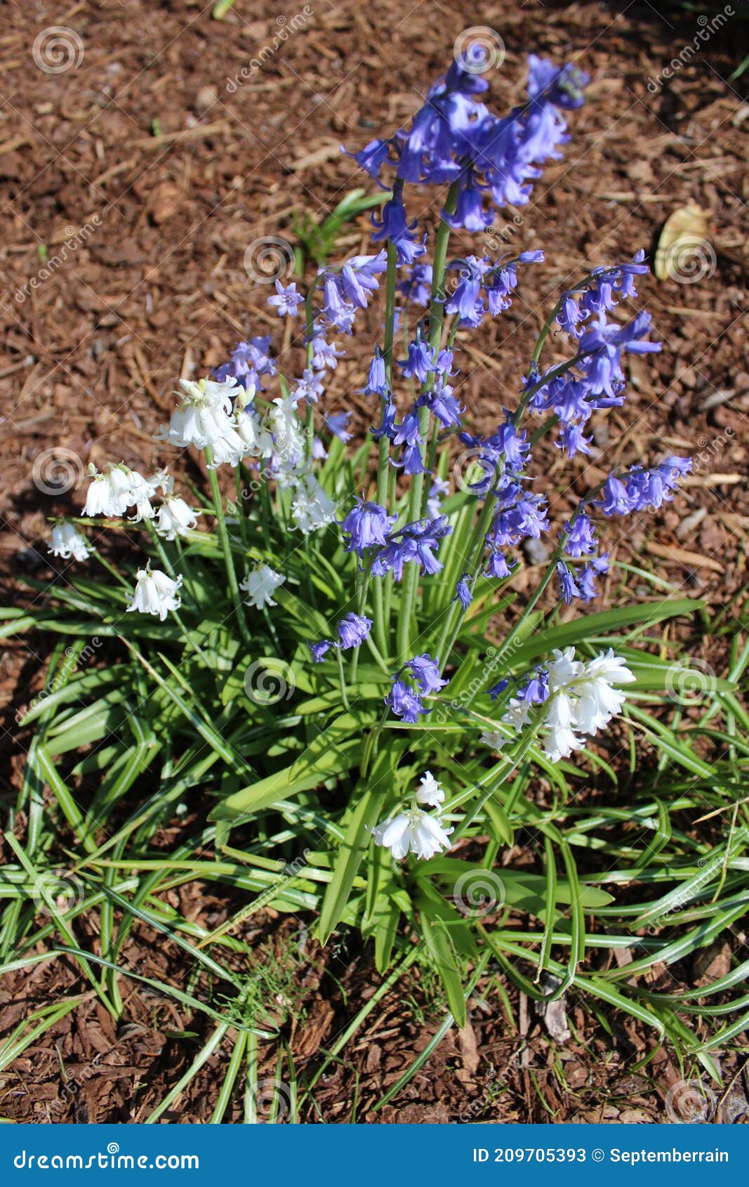 Bluebells Bloom in a Spring Garden Stock Image - Image of bell, annual ...