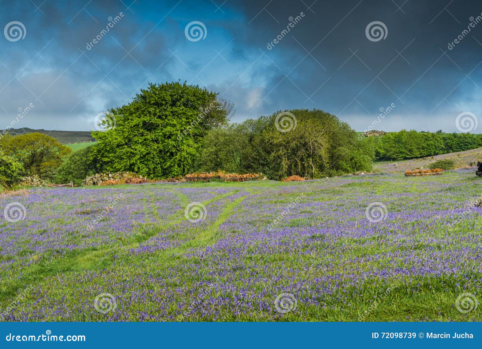 Bluebells Blooming on Wild Meadow Stock Image - Image of english ...