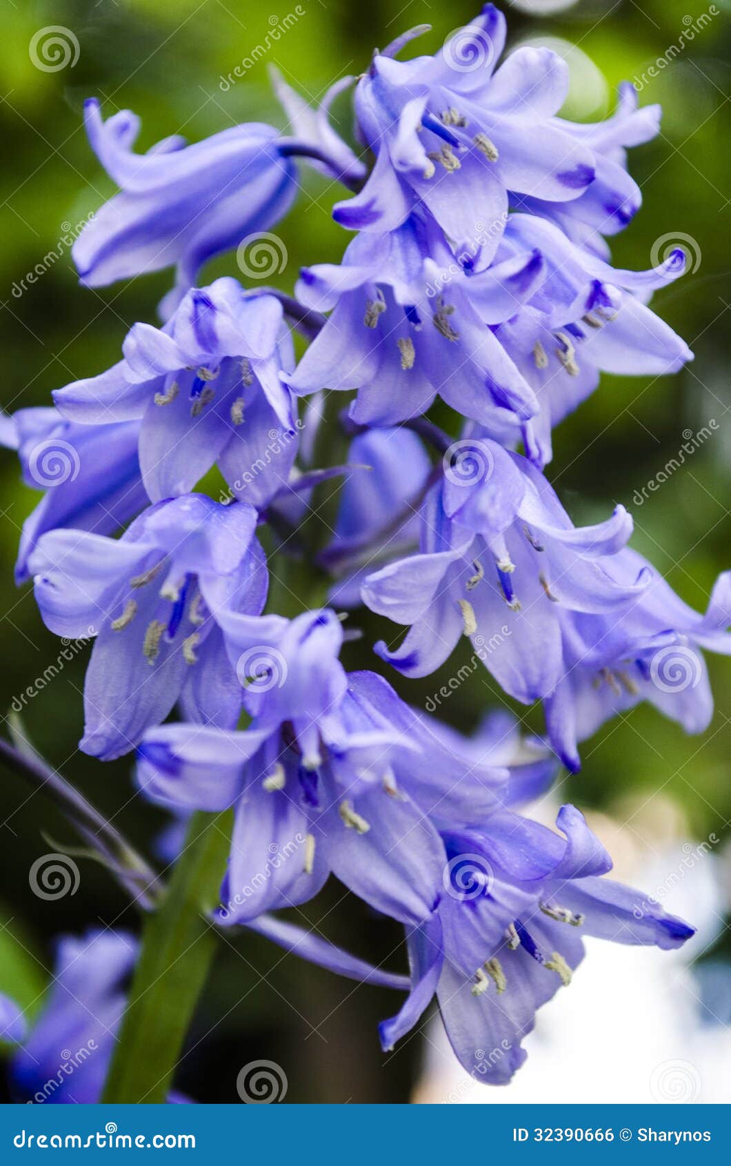 Bluebells stock photo. Image of petal, nature, pretty - 32390666