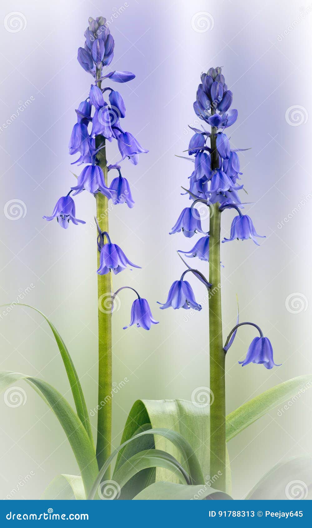 Bluebells stock image. Image of gardening, nature, flowers - 91788313