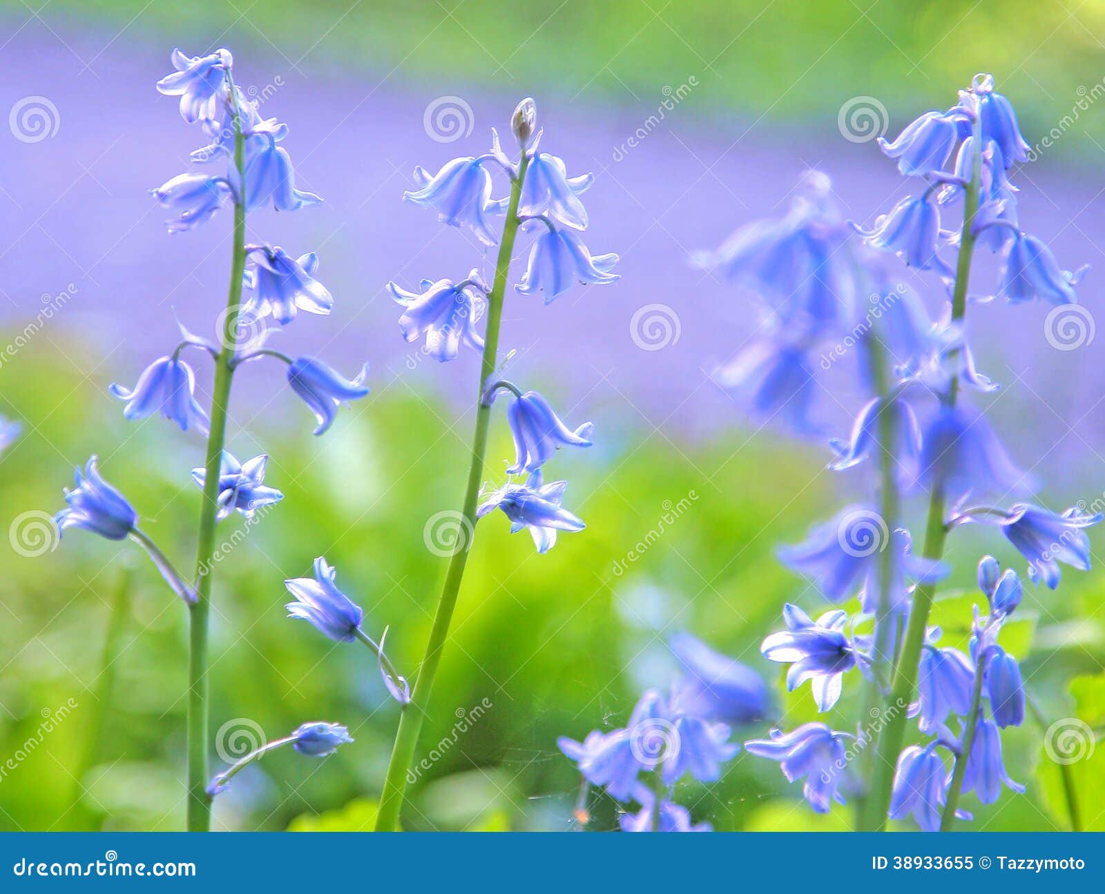 Bluebells stock image. Image of closeup, outdoors, bluebells - 38933655