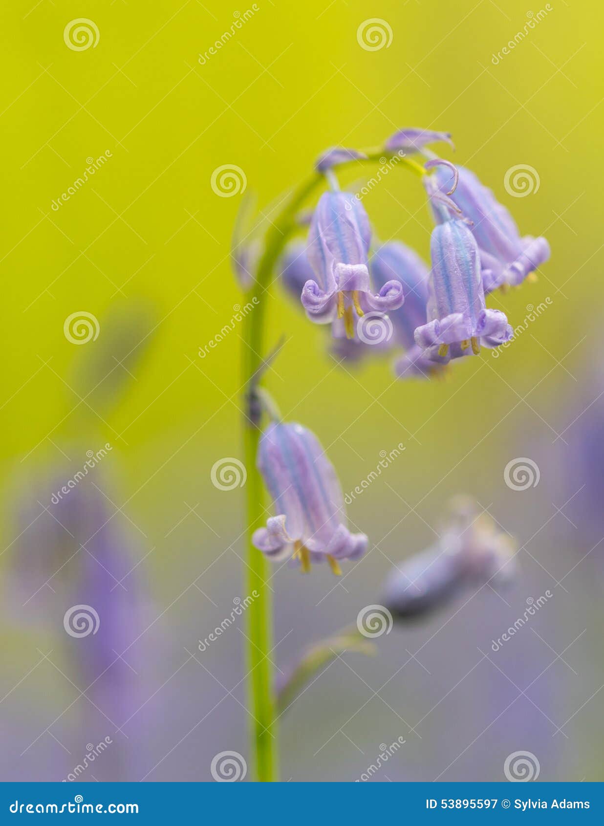 Bluebells stock image. Image of cover, fantasy, common - 53895597