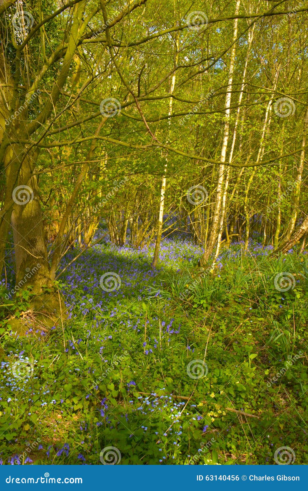 Bluebells (Endymion Non-scriptus) Stock Photo - Image of wildflowers ...