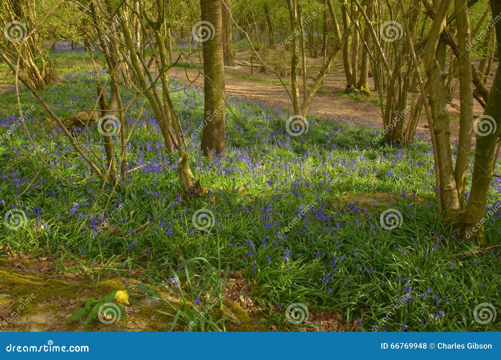Bluebells (Endymion Non-scriptus) Stock Photo - Image of blooming ...