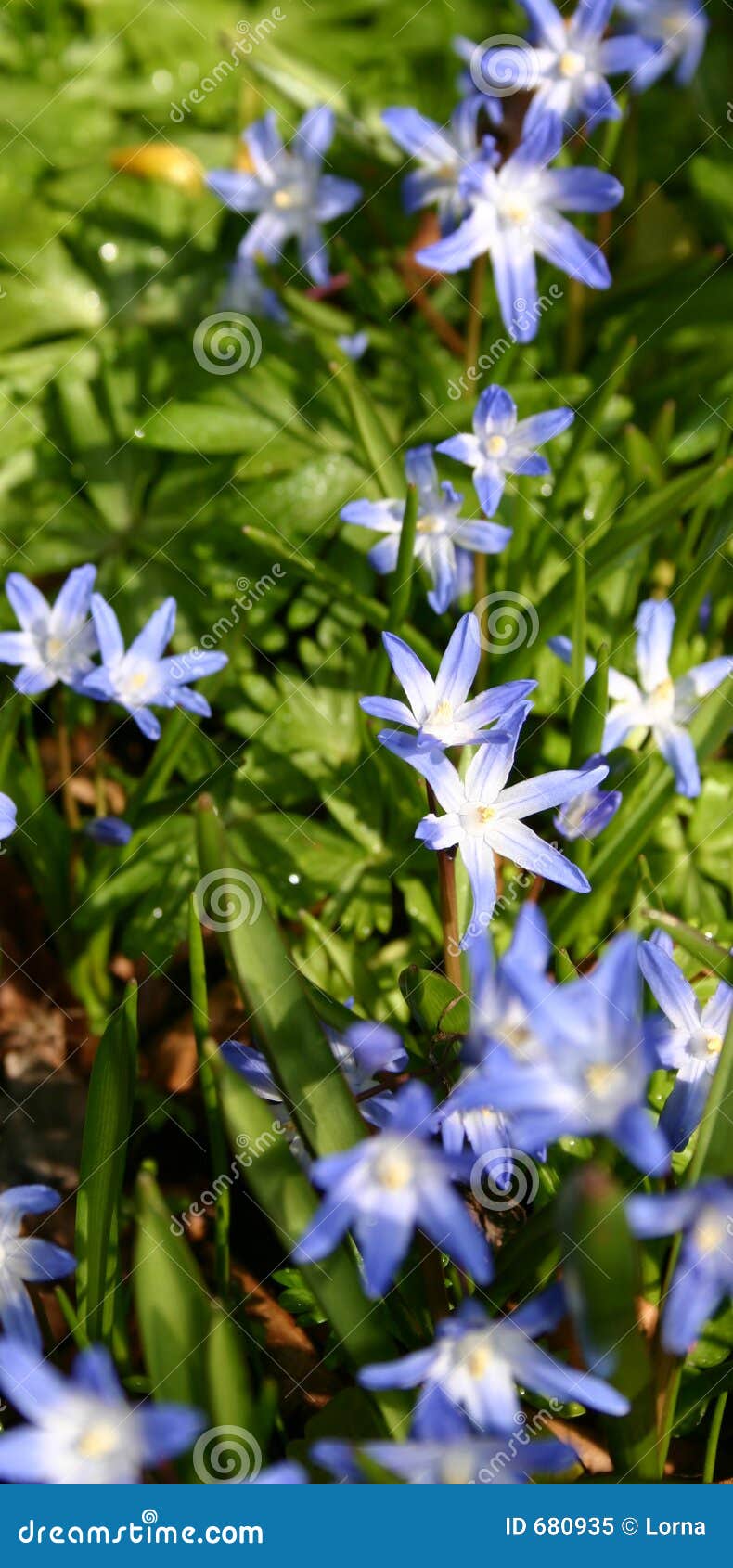 Bluebells Flowers, Blue Spring Stock Image - Image of garden, bouquet ...