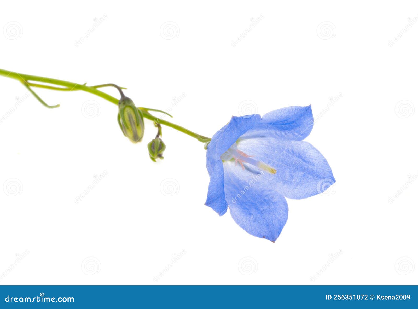 Bluebells flowers isolated stock photo. Image of isolated - 256351072