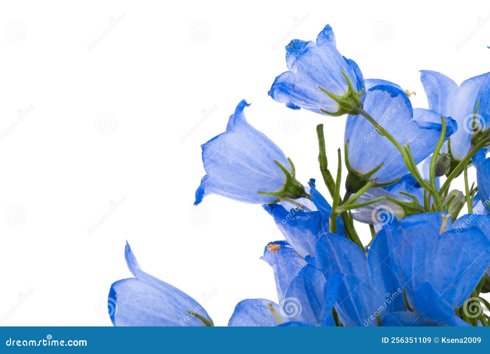 Bluebells flowers isolated stock image. Image of stem - 256351109