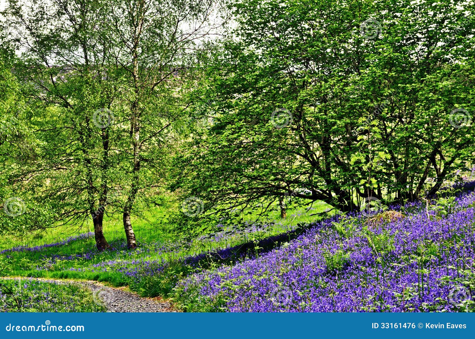 Bluebells on a grassy bank stock photo. Image of trees - 33161476