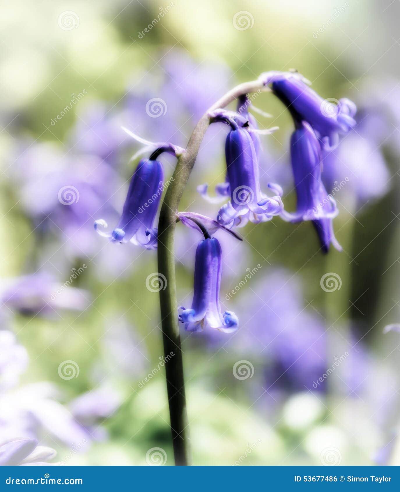 Bluebells stock photo. Image of medow, flower, open, abinger - 53677486