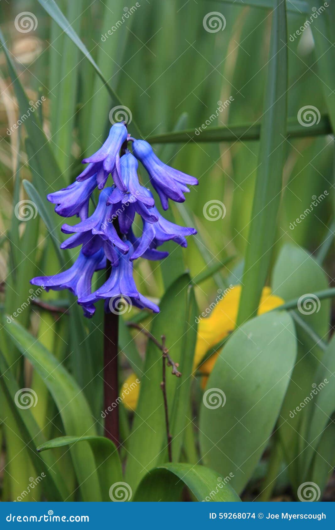 Bluebells stock photo. Image of hyacinthoides, english - 59268074