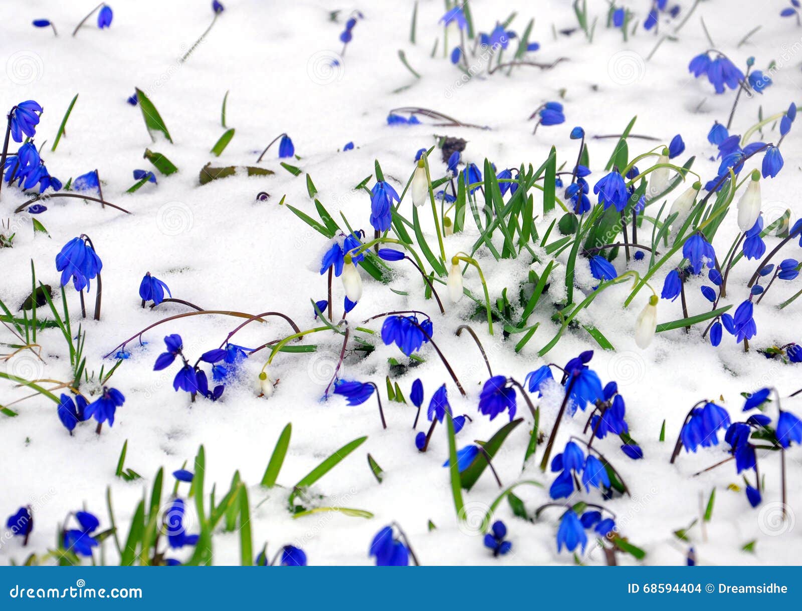 Bluebells and Snowdrops Emerging through Snow Stock Photo - Image of ...