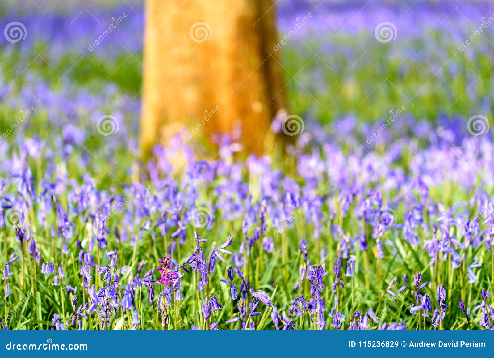 Bluebells in Spring stock image. Image of europe, flower - 115236829
