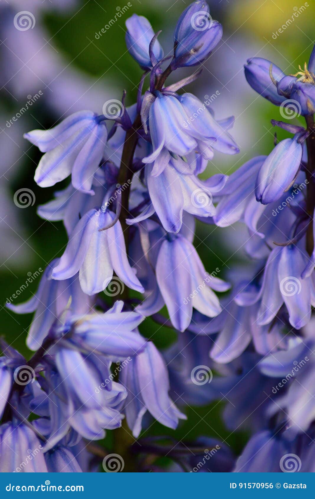 Bluebells in spring stock photo. Image of flowers, growing - 91570956