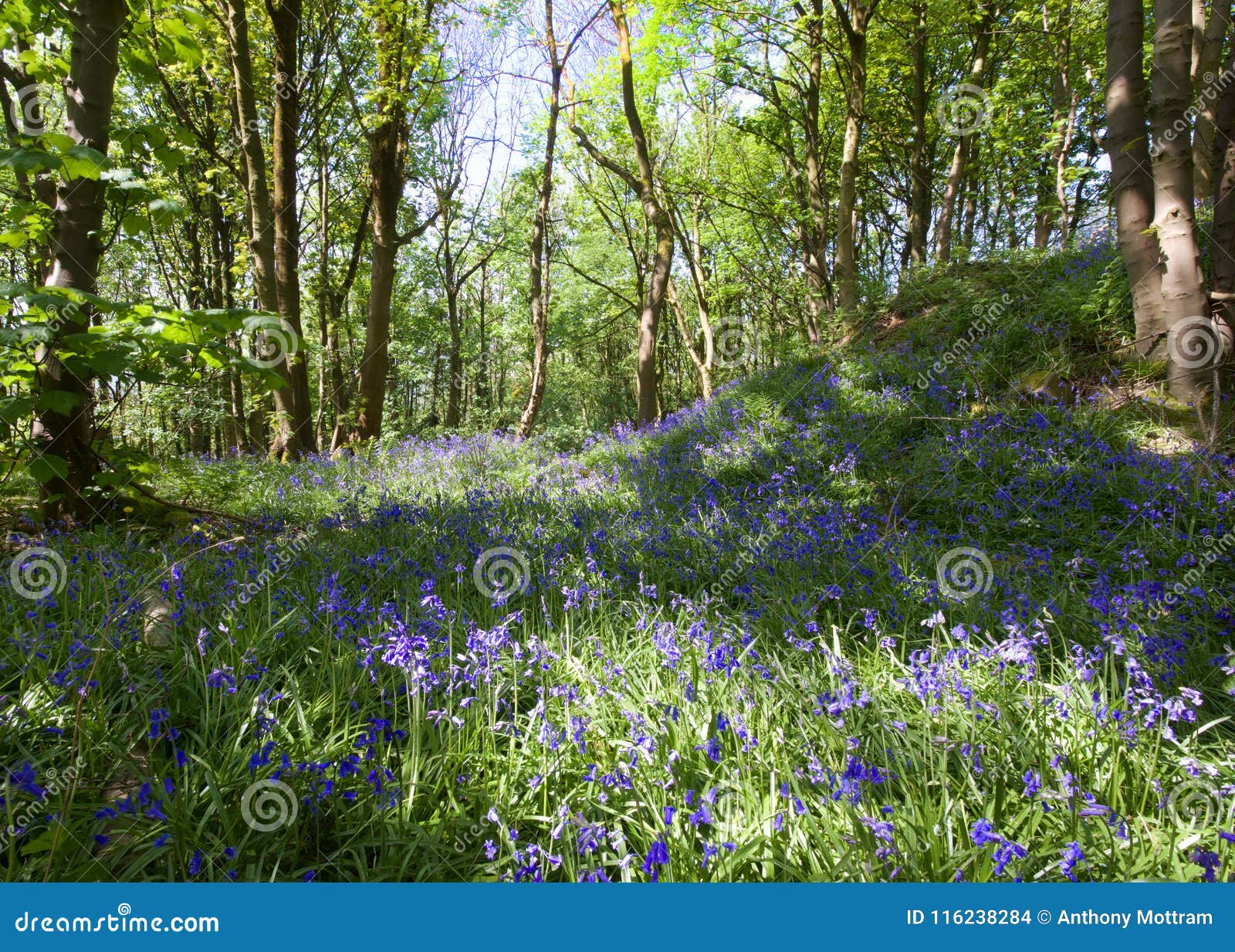 Bluebells at springtime stock photo. Image of nature - 116238284